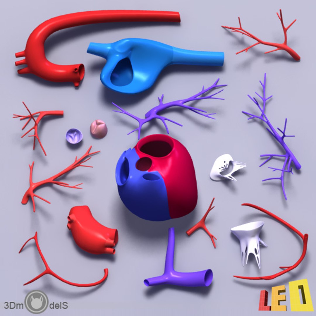 3d Human Heart Model