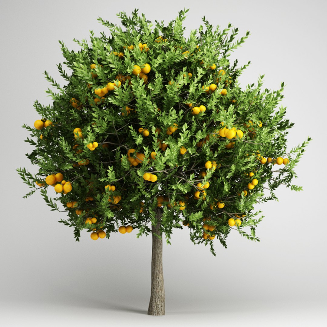 Orange Tree 20 3d Model