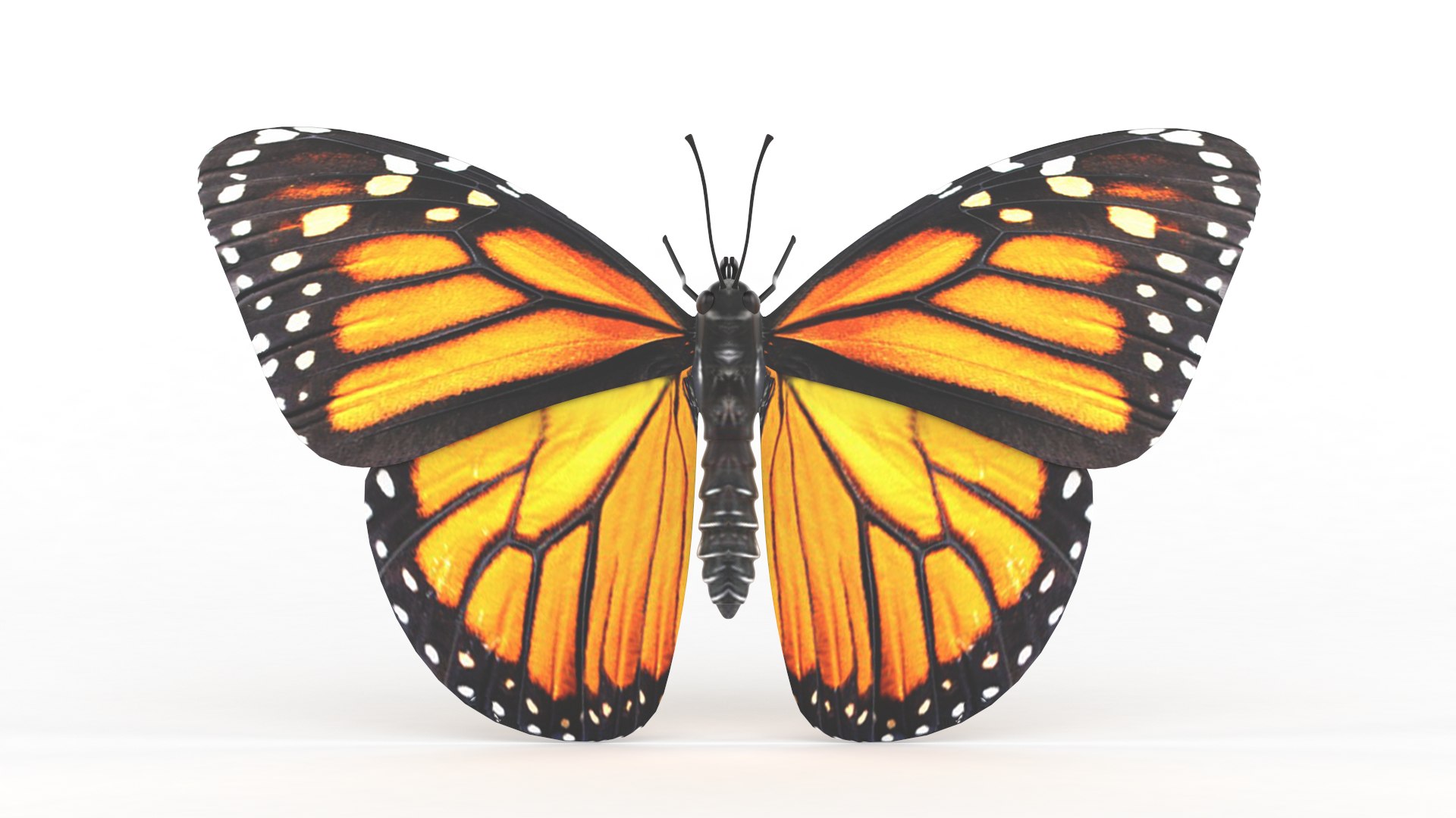 3D Butterfly - TurboSquid 2238061