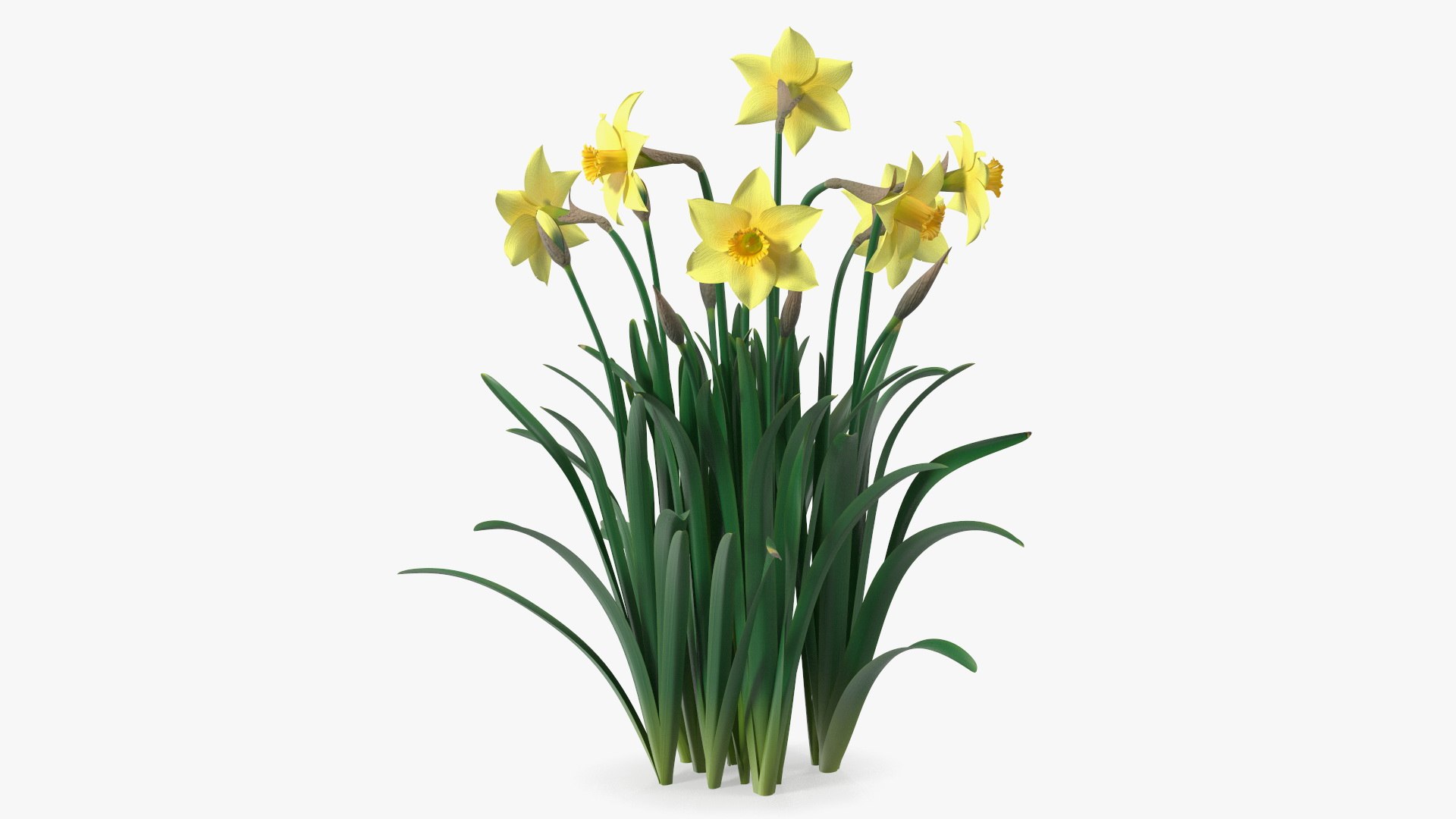 Daffodils Growing 3D Model - TurboSquid 2092977