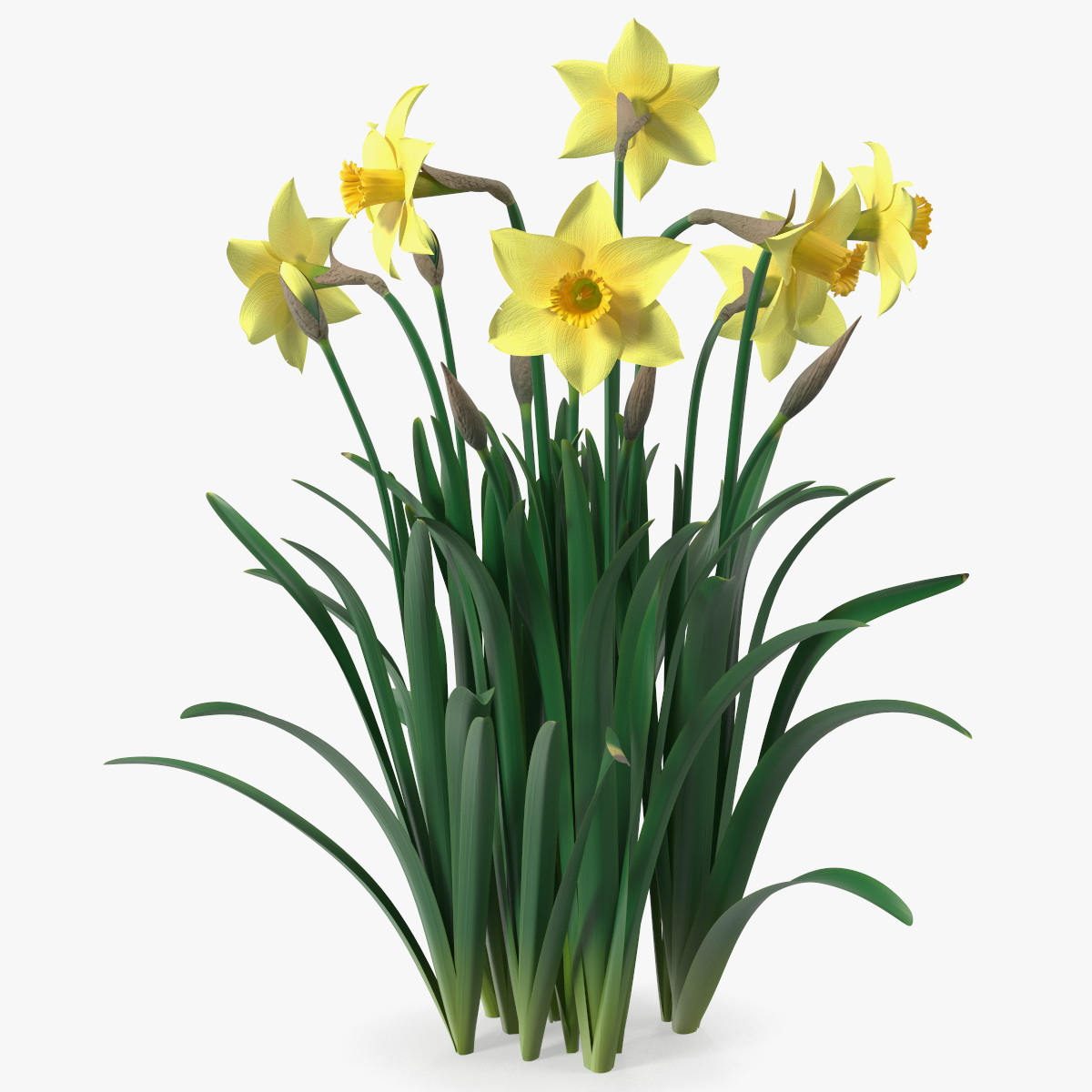 modelo 3d Narcisos creciendo - TurboSquid 2092977