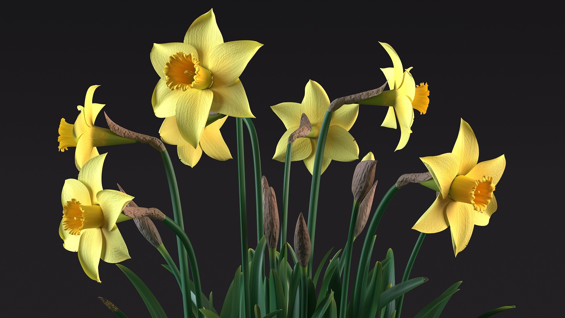 Daffodils Growing 3D Model - TurboSquid 2092977