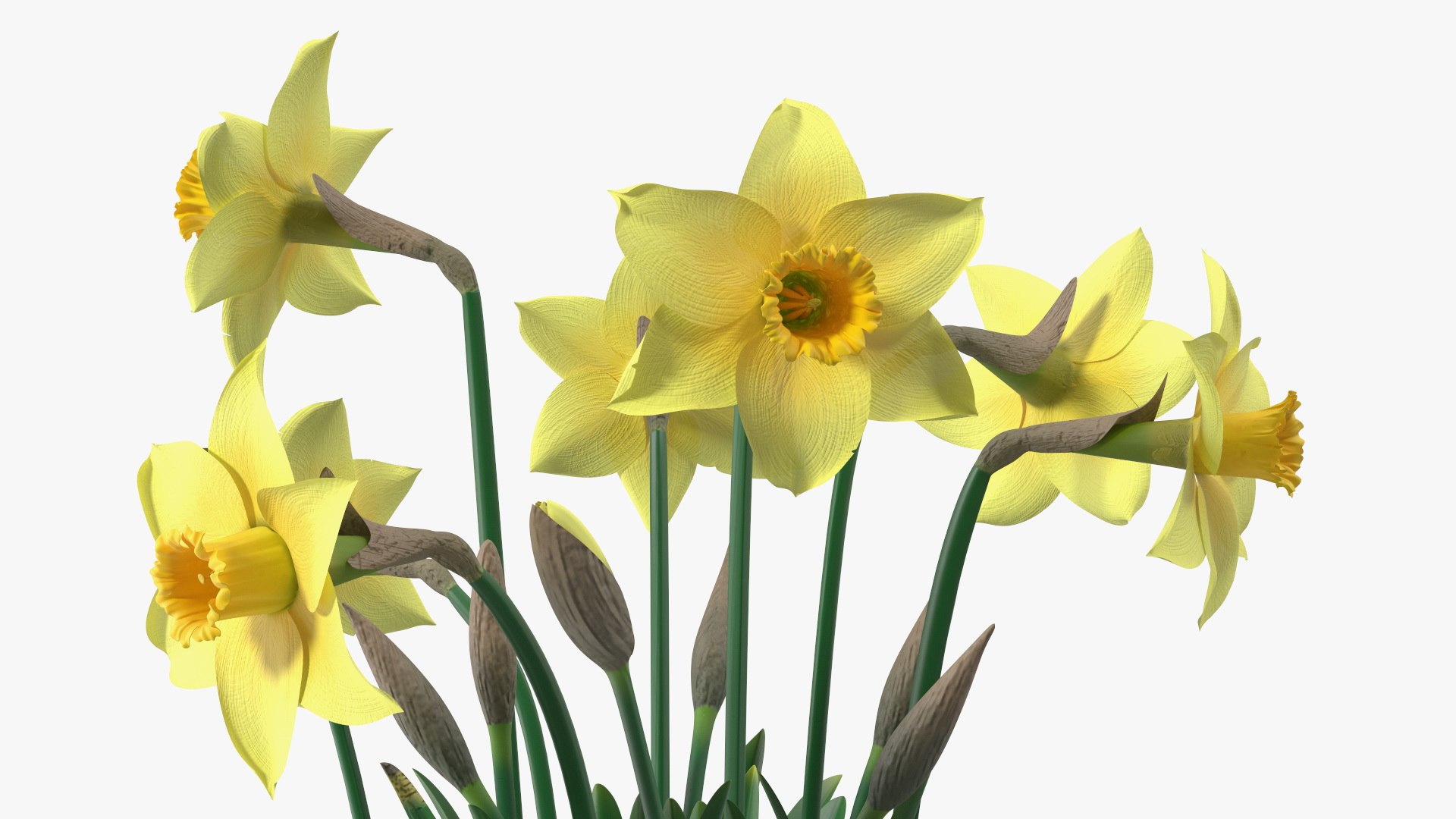 Daffodils Growing 3D Model - TurboSquid 2092977