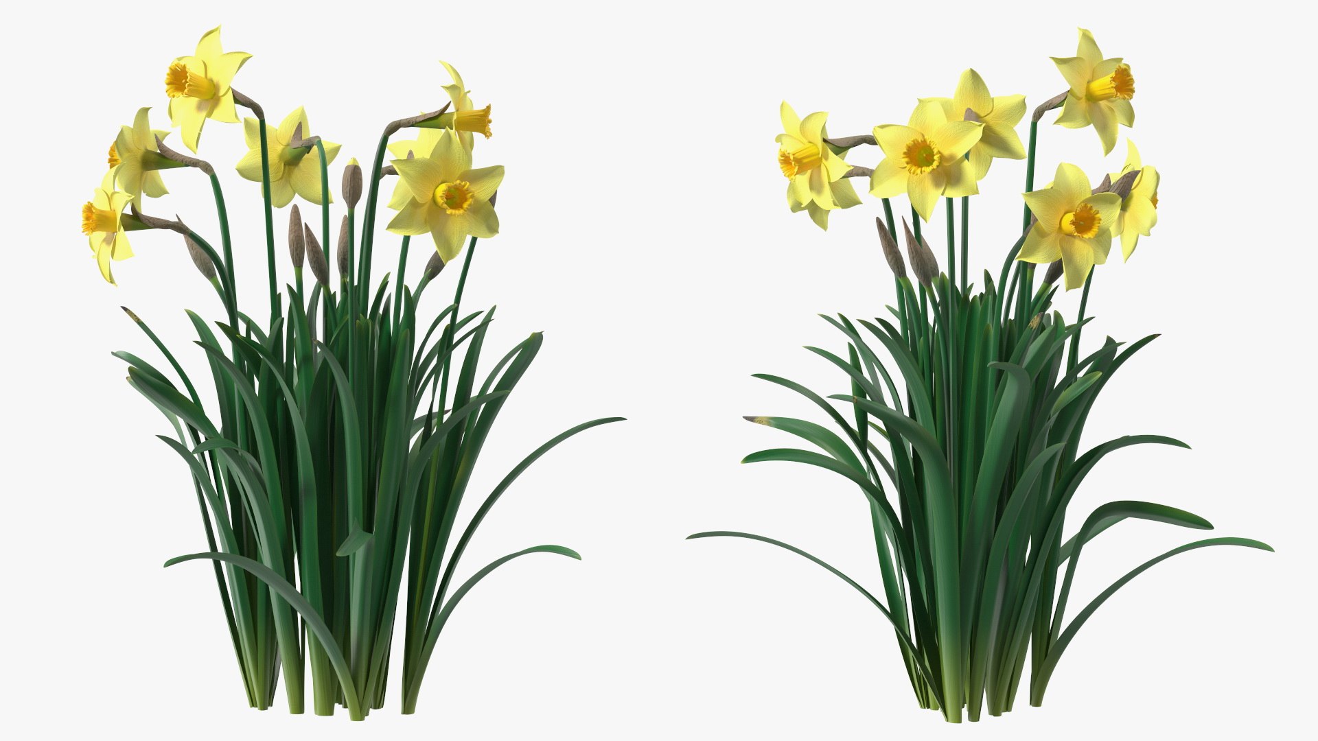 Daffodils Growing 3D Model - TurboSquid 2092977