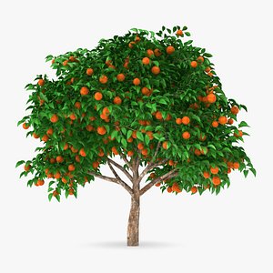 Download Free & Premium Orange Tree 3D Models | TurboSquid