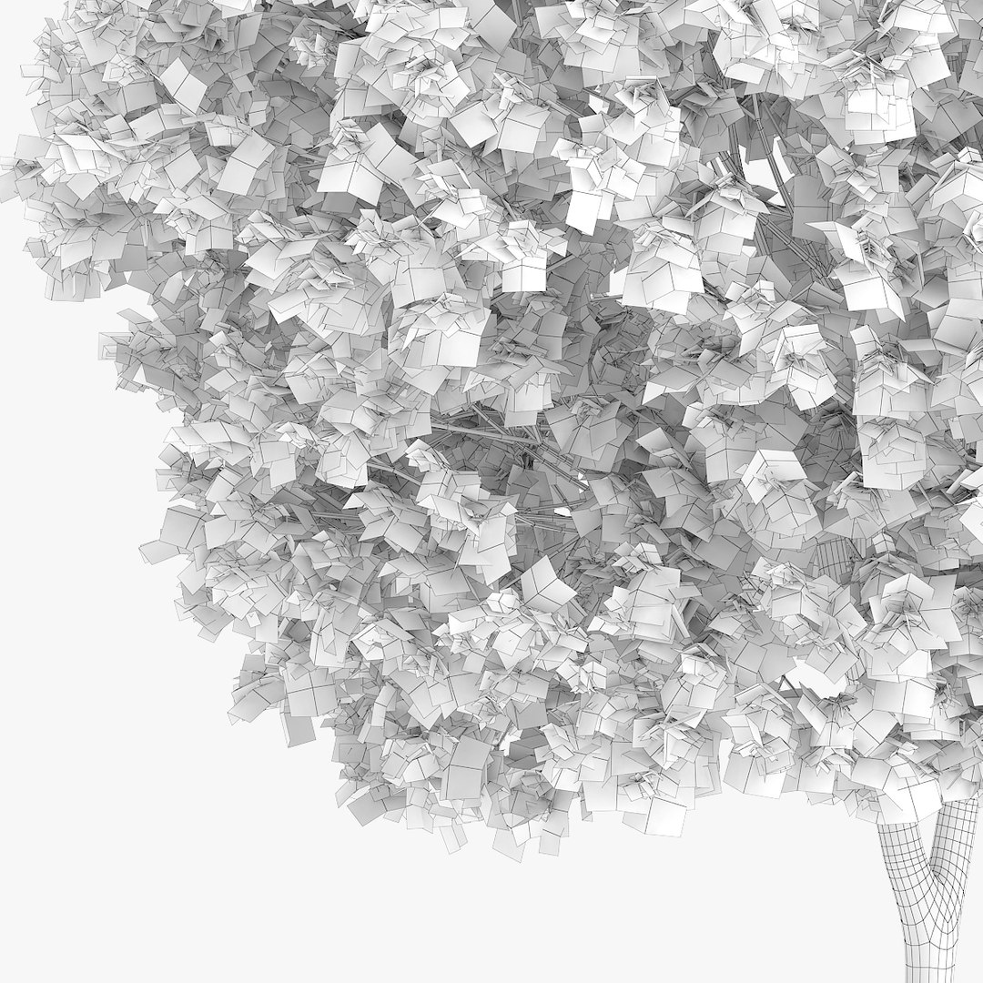 Greek Maple 9m 3d Model