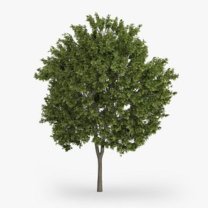 Greek Maple 3D Models for Download | TurboSquid