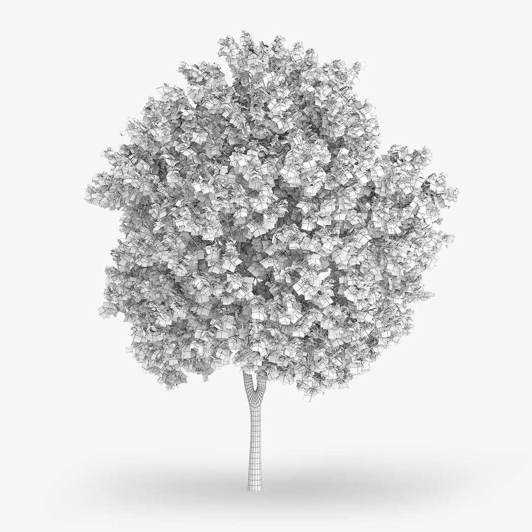 Greek Maple 9m 3d Model