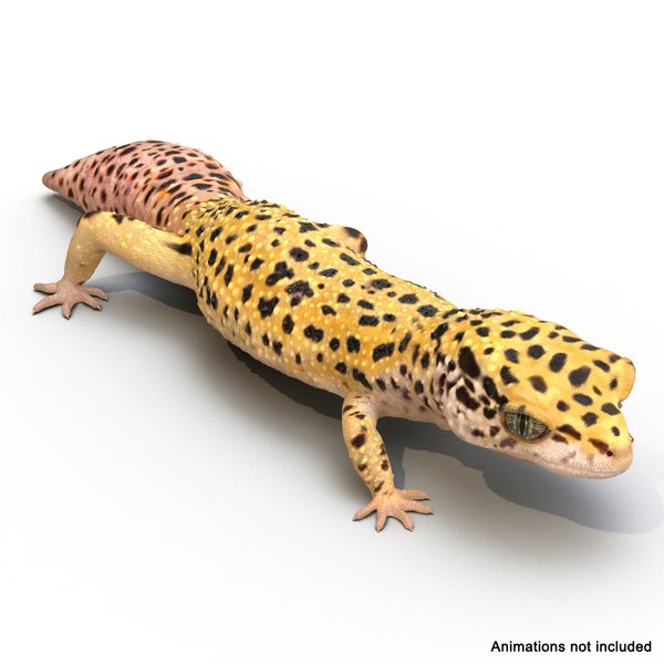 3D leopard gecko rigged - TurboSquid 1495064