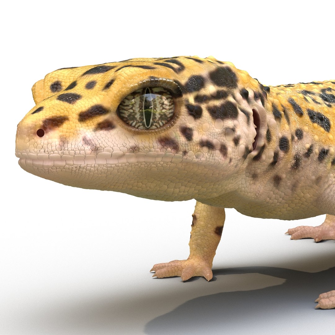 3D leopard gecko rigged - TurboSquid 1495064