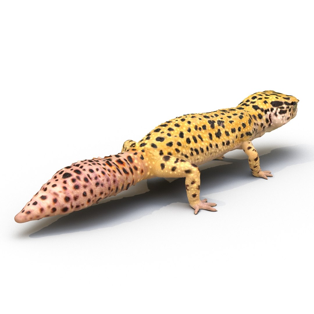 3D leopard gecko rigged - TurboSquid 1495064