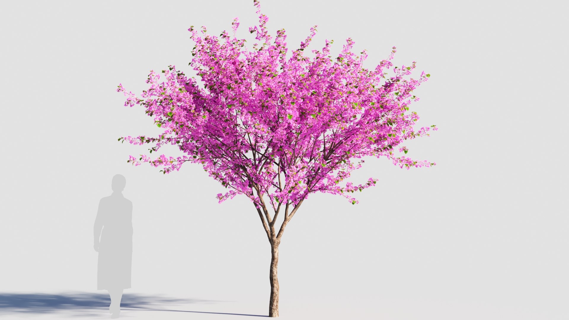 3D Cercis Chinensis B - TurboSquid 2119115