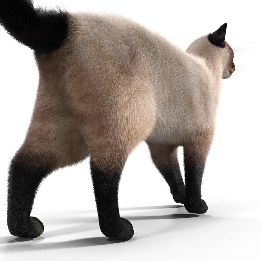 3d siamese cat pose 5