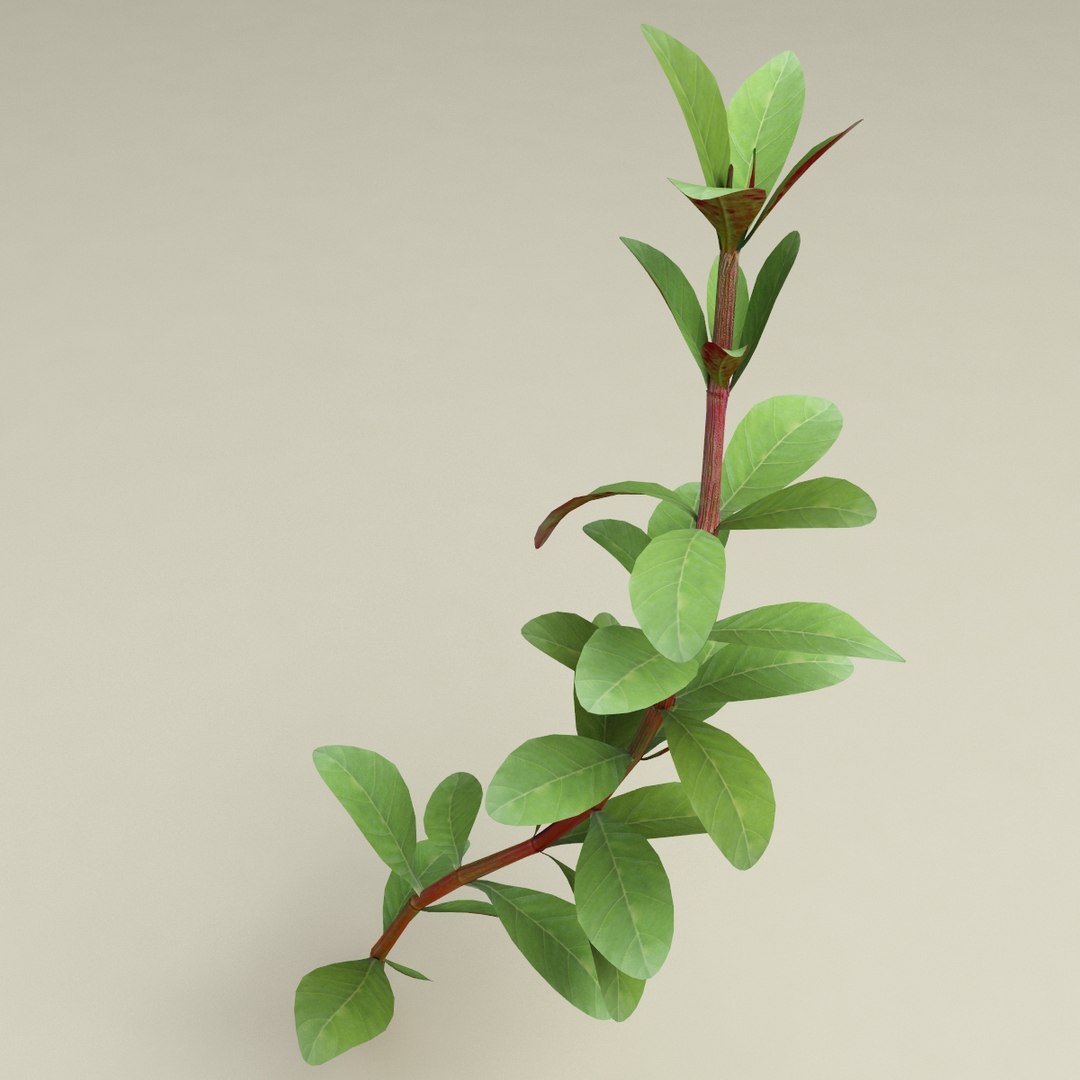 3d Aquarium Plant Ludwigia Model