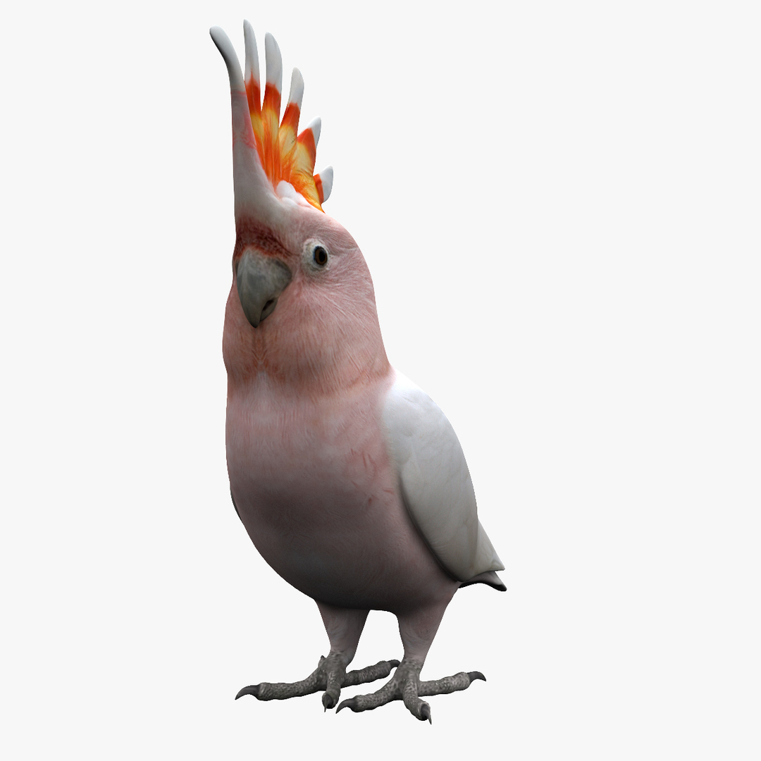 Major Mitchell Cockatoo Bird 3d 3ds