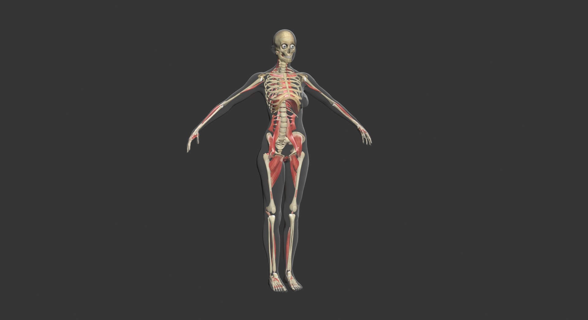 Female Muscle Anatomy Max