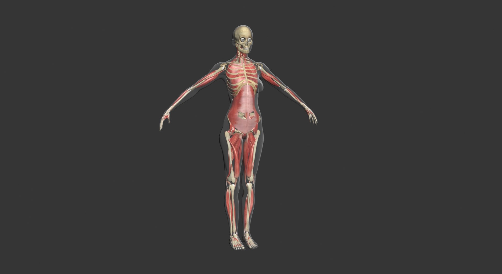 Female Muscle Anatomy Max