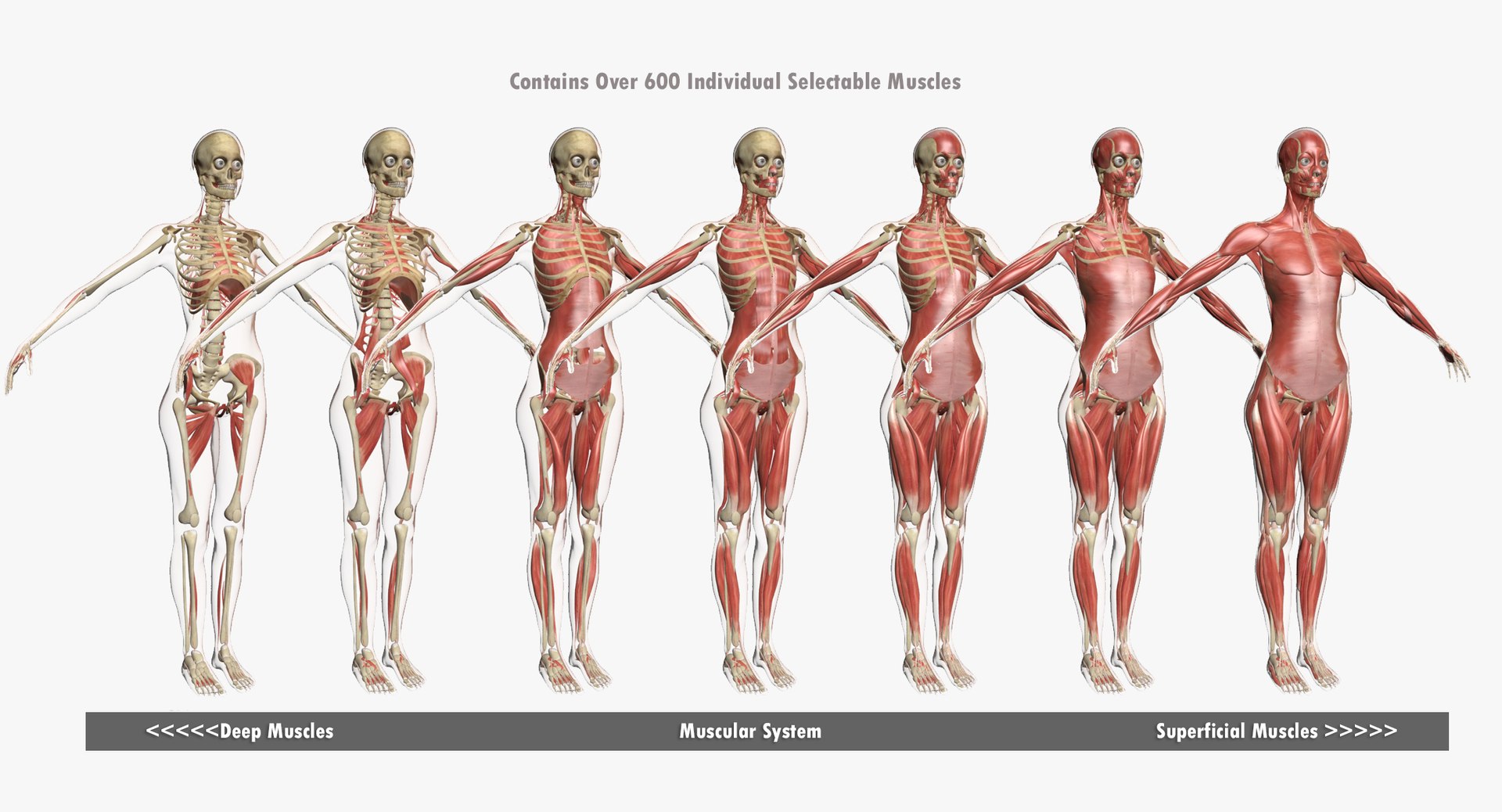 Female Muscle Anatomy Max
