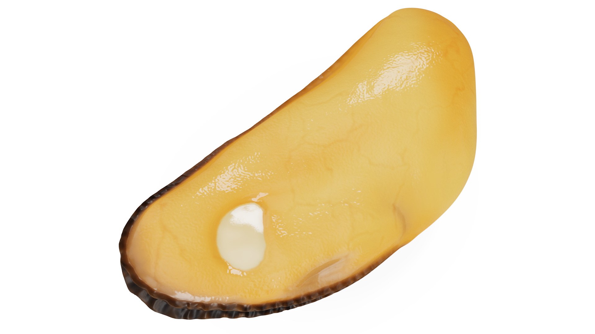 3D Boiled Mussel Meat - TurboSquid 2274281