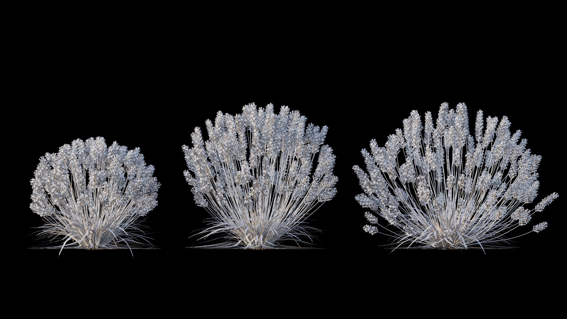3D Lavender Model - TurboSquid 1862806