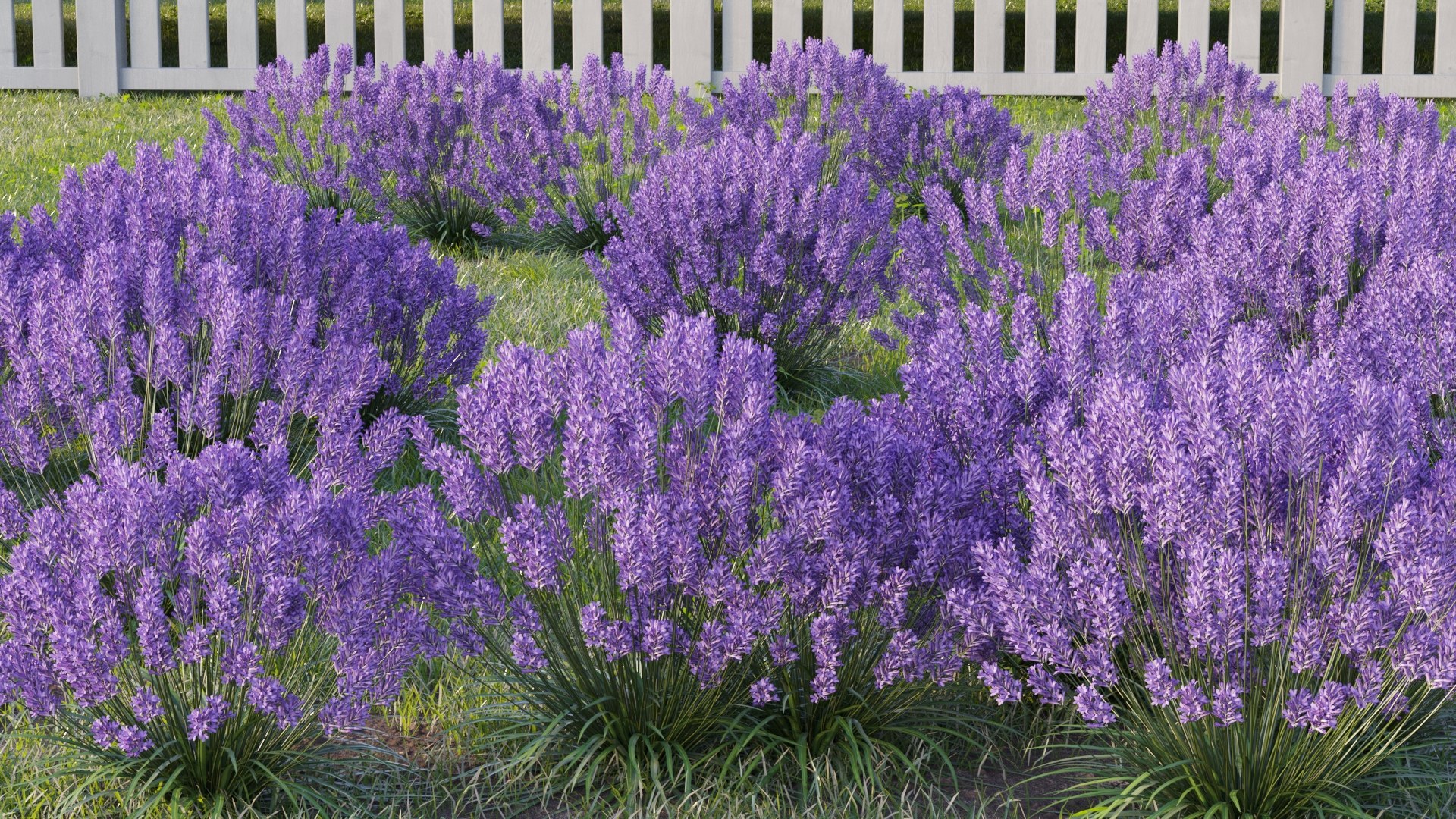 3D Lavender Model - TurboSquid 1862806