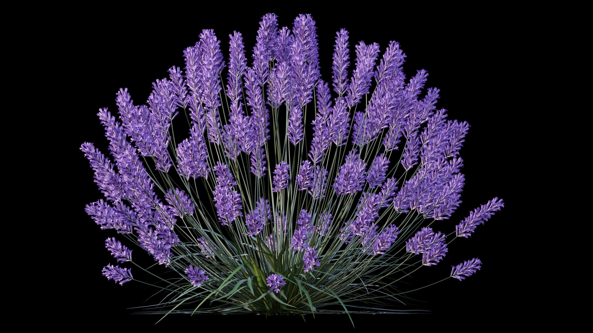 3D Lavender Model - TurboSquid 1862806