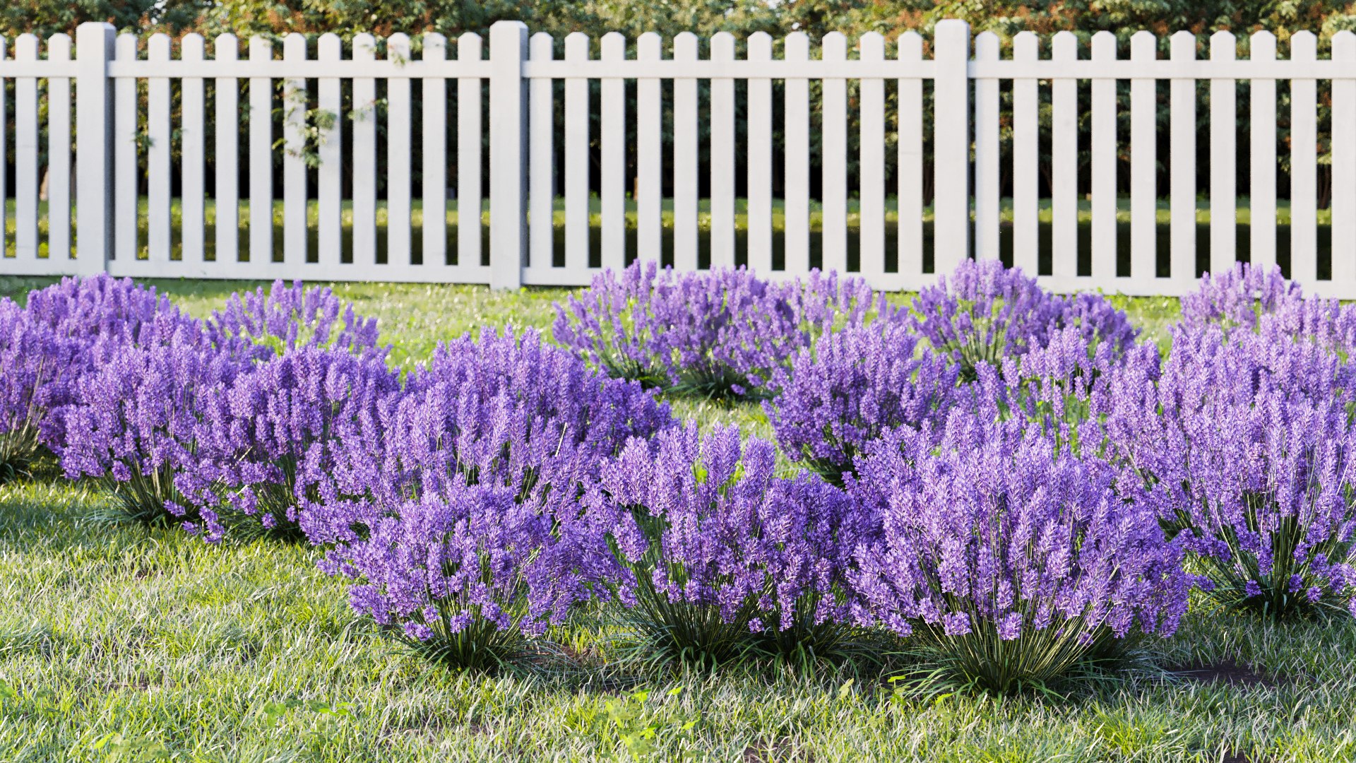 3D Lavender Model - TurboSquid 1862806