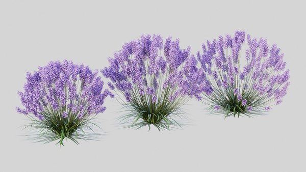 Lavender 3D Models for Download | TurboSquid