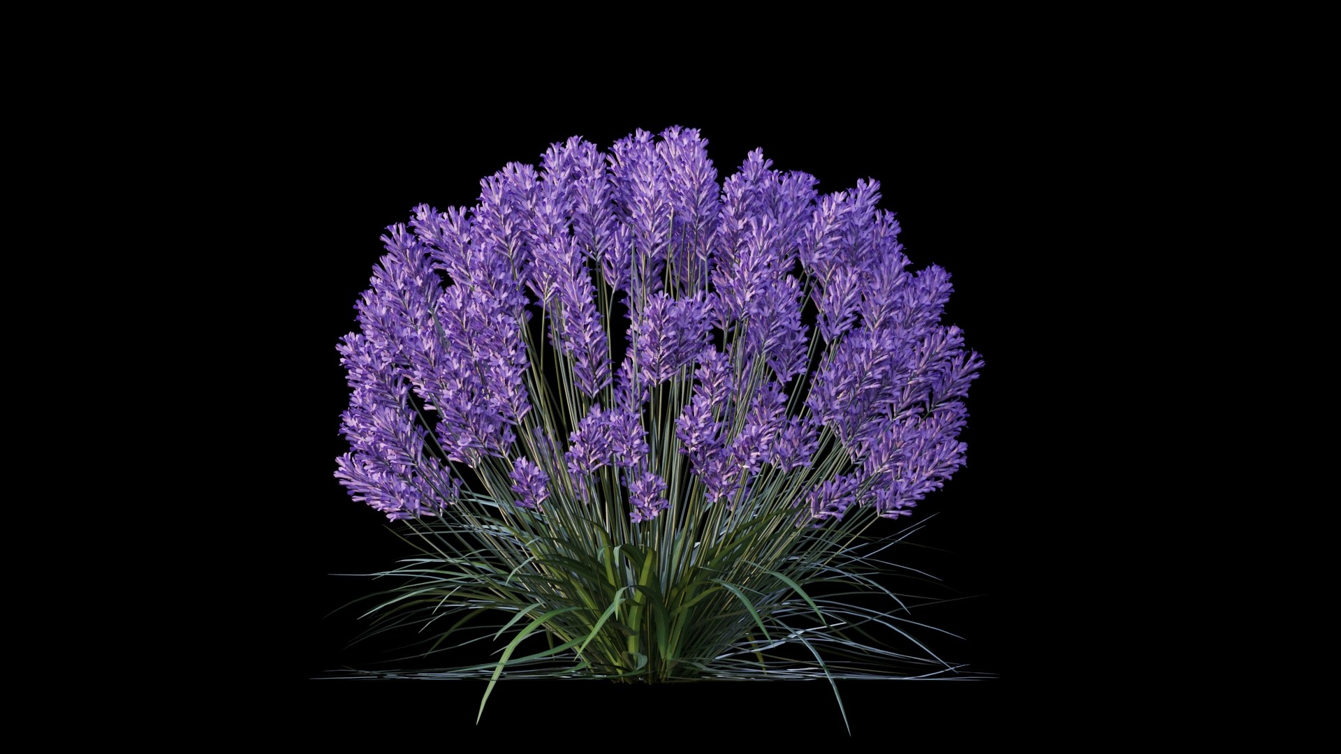 3D Lavender Model - TurboSquid 1862806