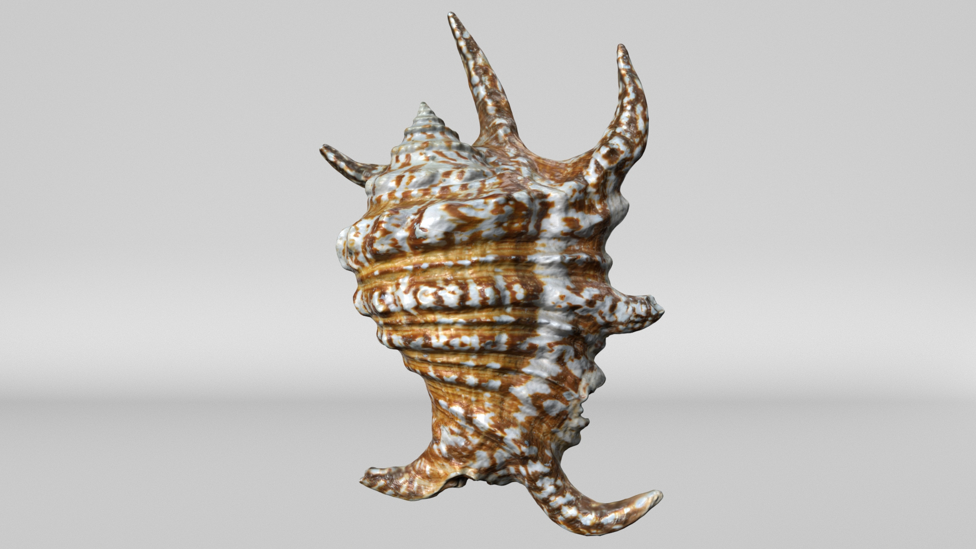 8K Spider Conch Shell 3D Model - TurboSquid 2507057