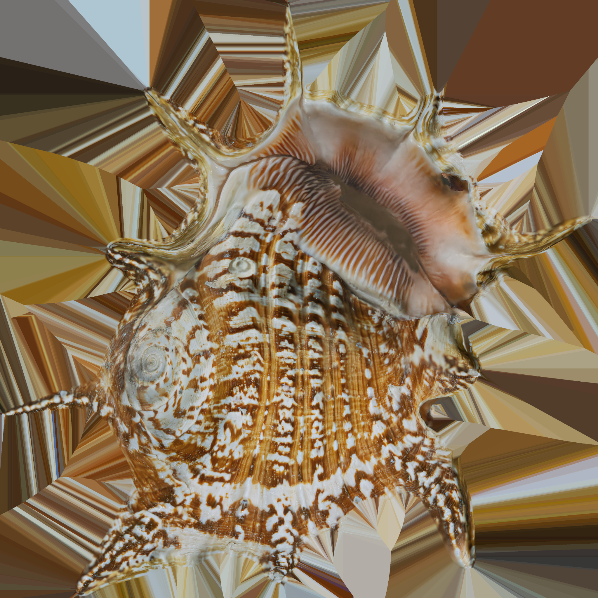 8K Spinnenmuschel 3D-Modell - TurboSquid 2507057