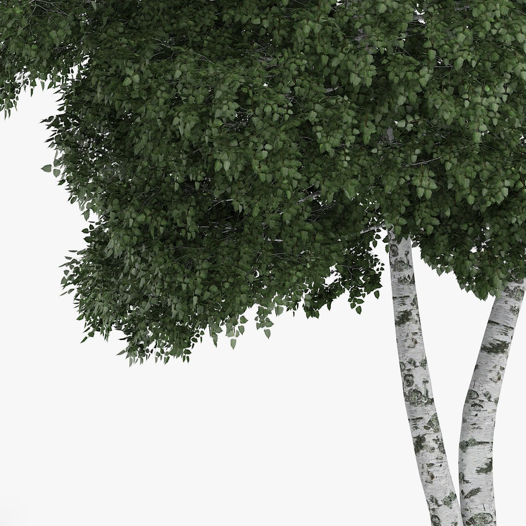 3d Silver Birch Trees