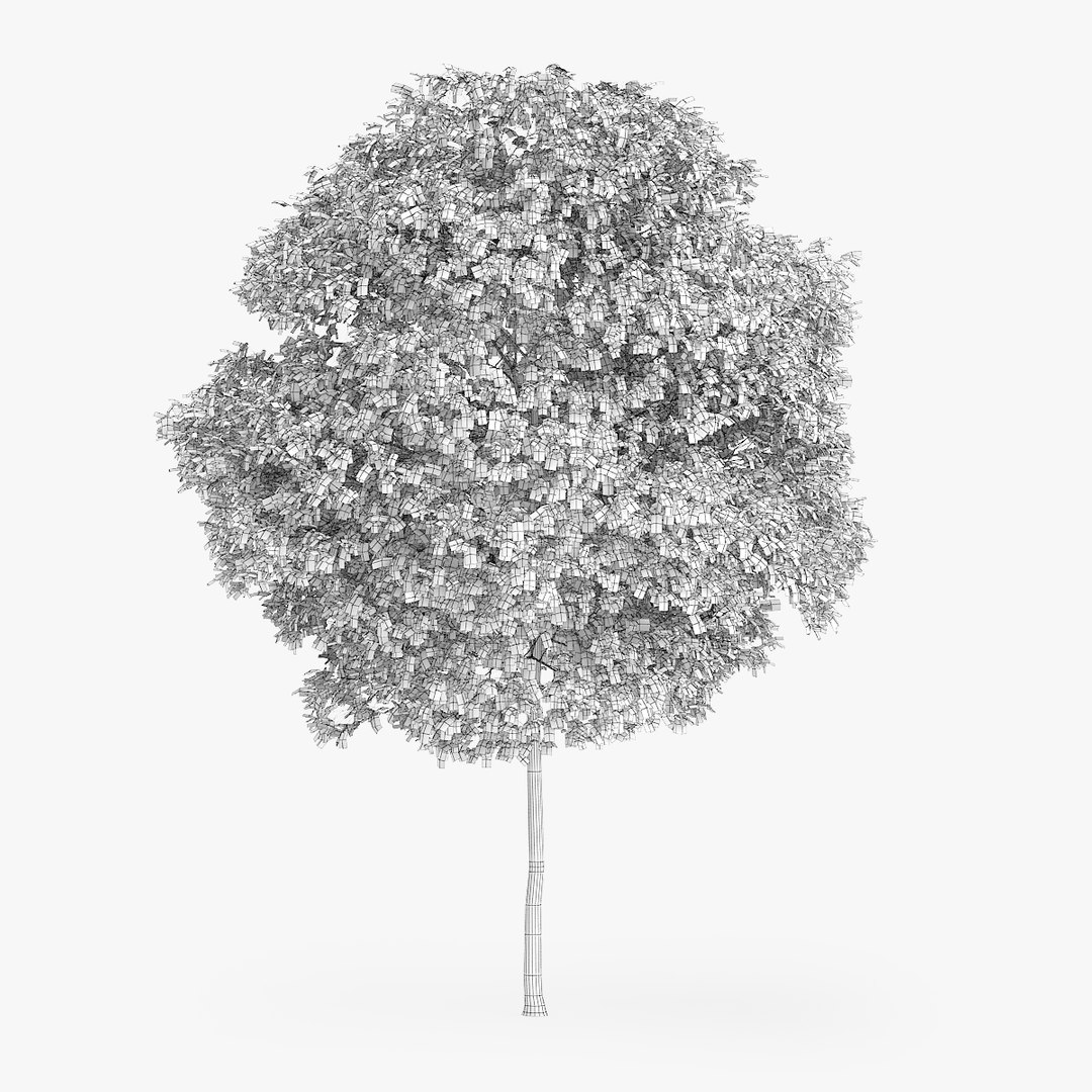 3d Silver Birch Trees