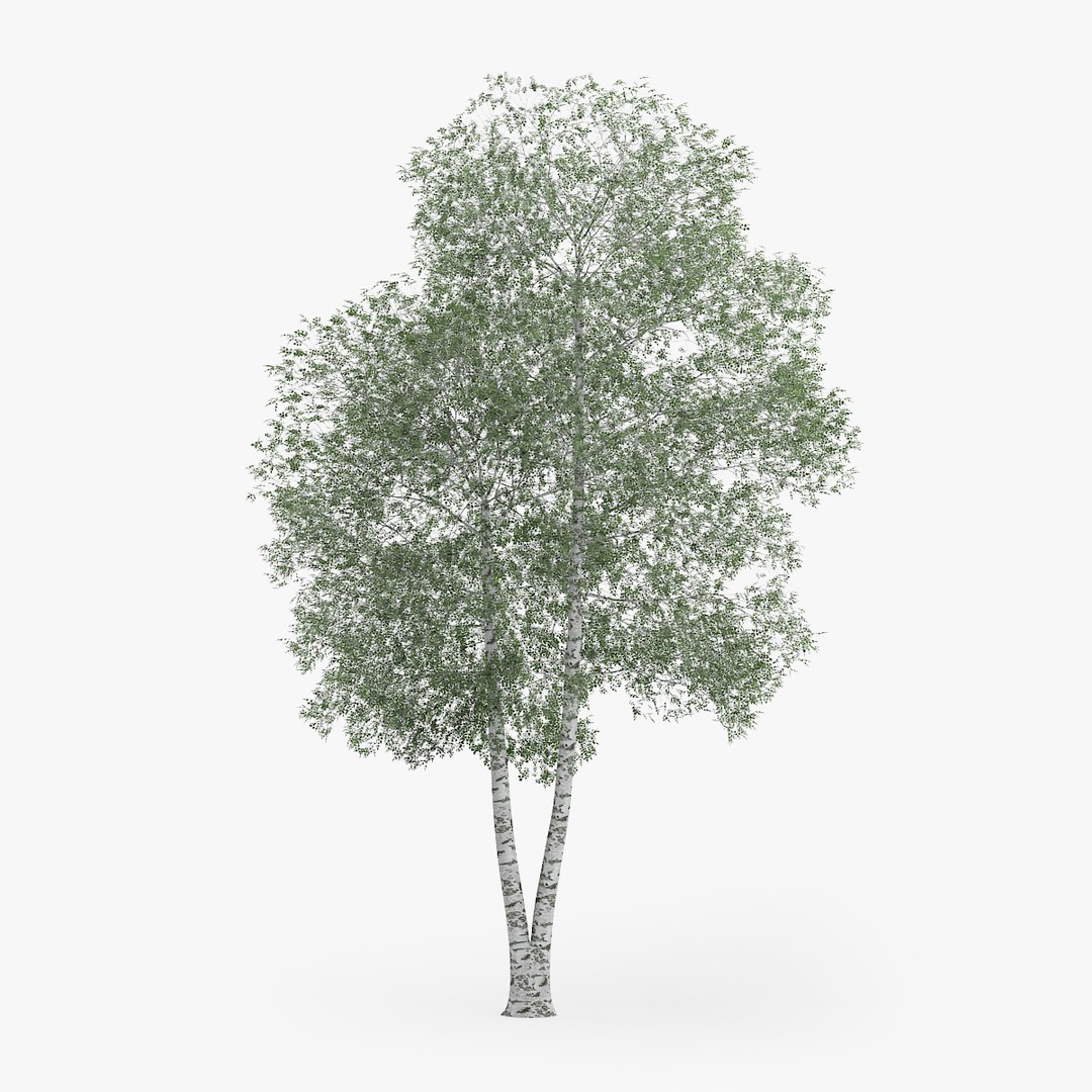 3d Silver Birch Trees