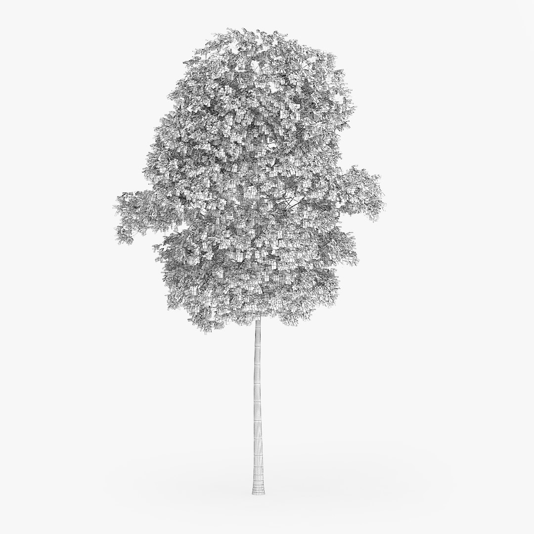 3d Silver Birch Trees