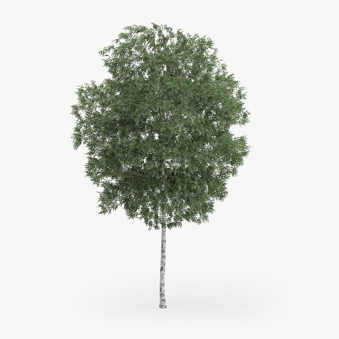 3d Silver Birch Trees