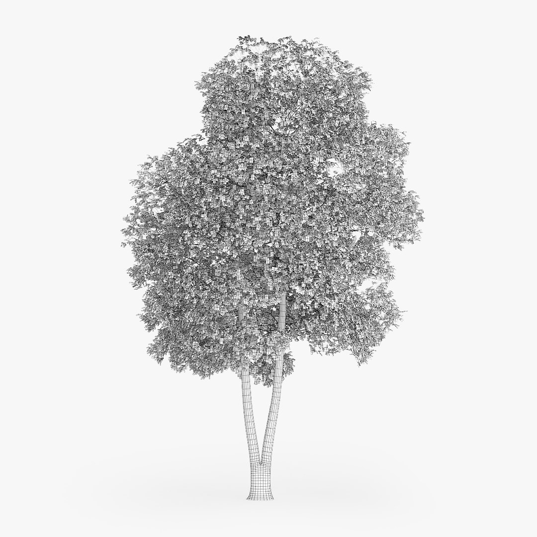 3d Silver Birch Trees