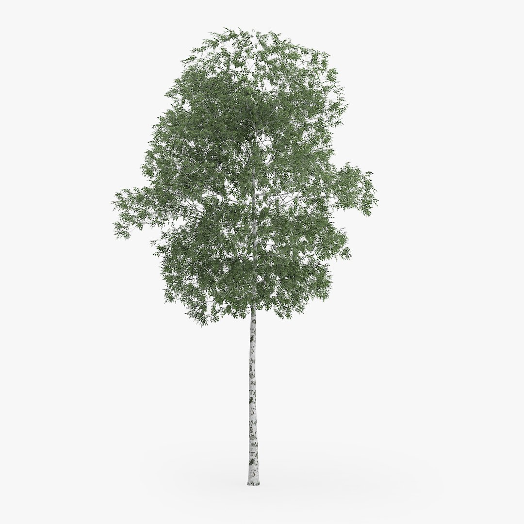 3d Silver Birch Trees