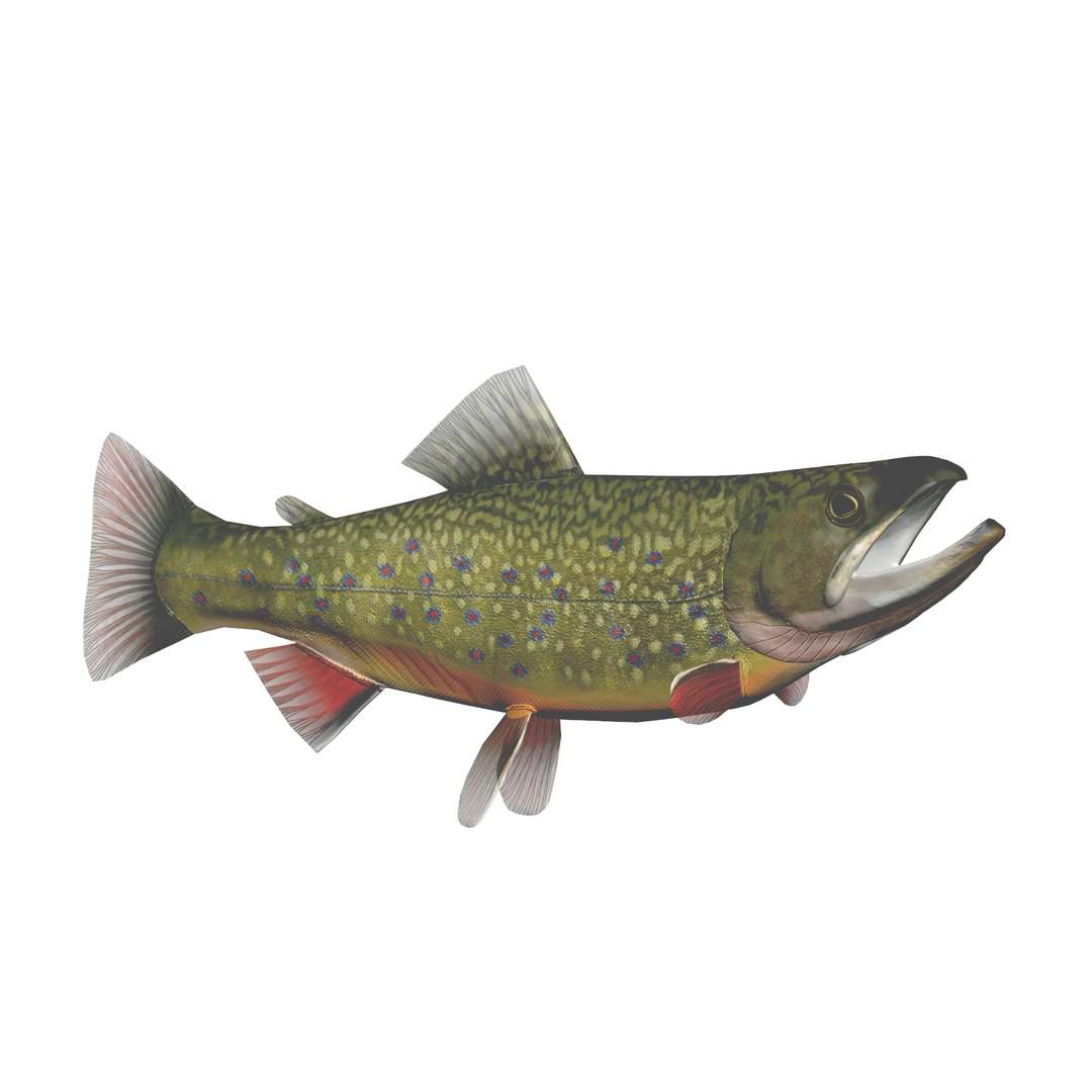 Brook Trout Max