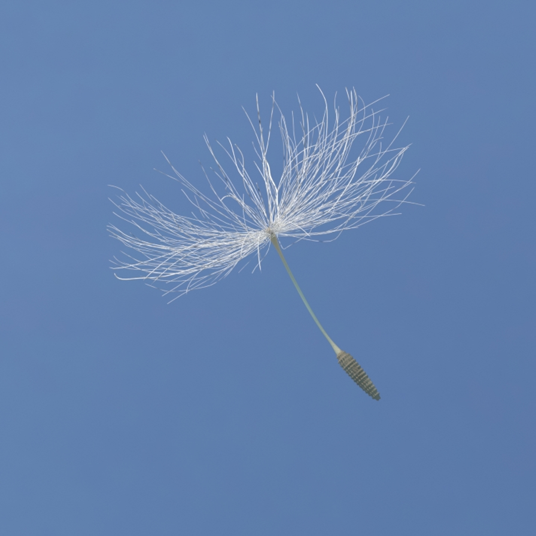 3D Dandelion Seed Animation Model - TurboSquid 1488046