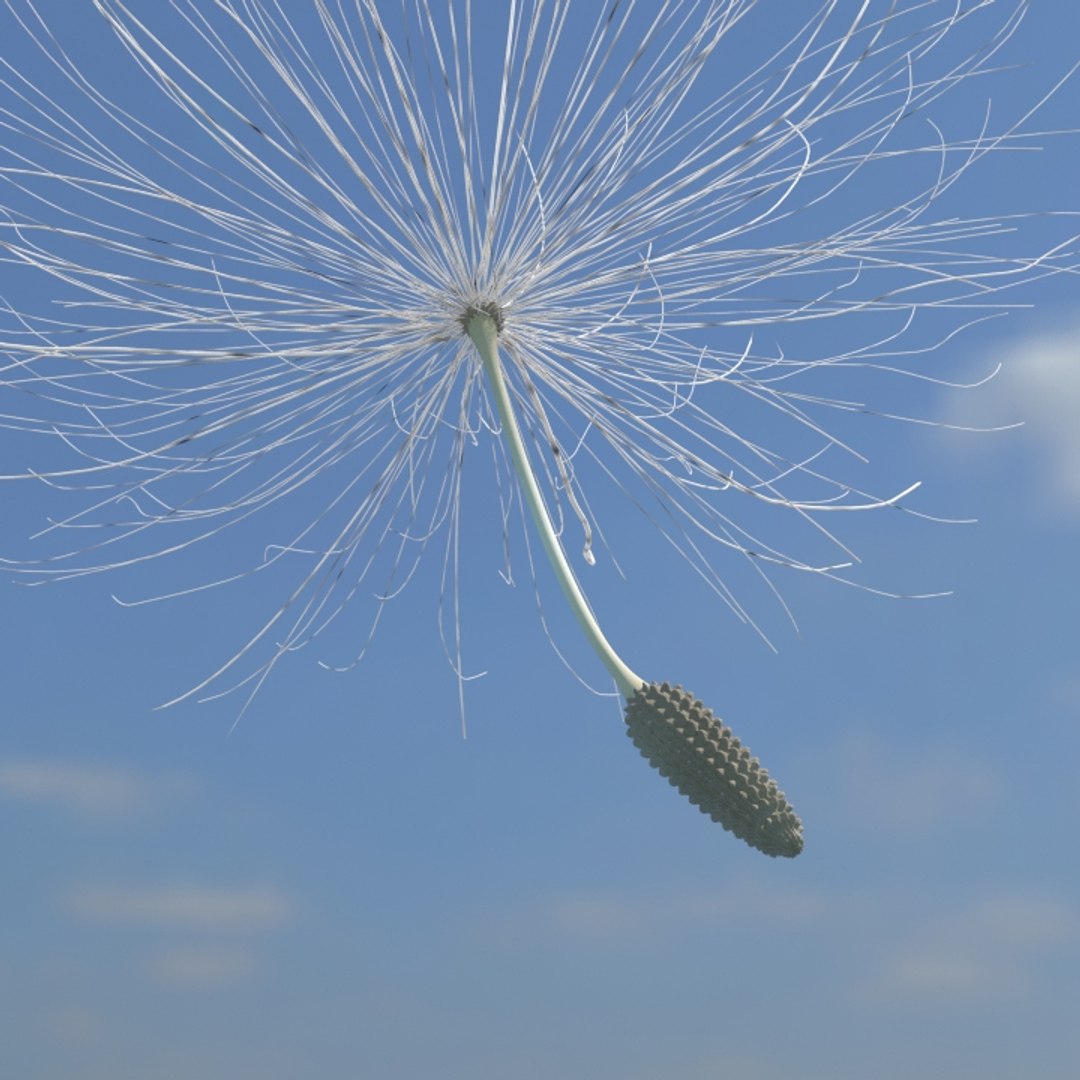 3D Dandelion Seed Animation Model - TurboSquid 1488046