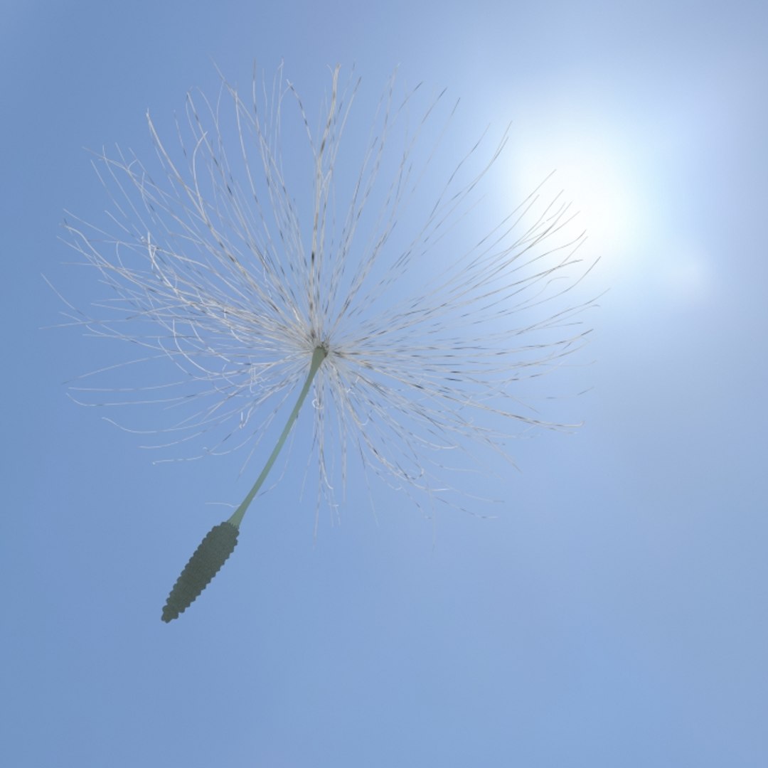 3D Dandelion Seed Animation Model - TurboSquid 1488046