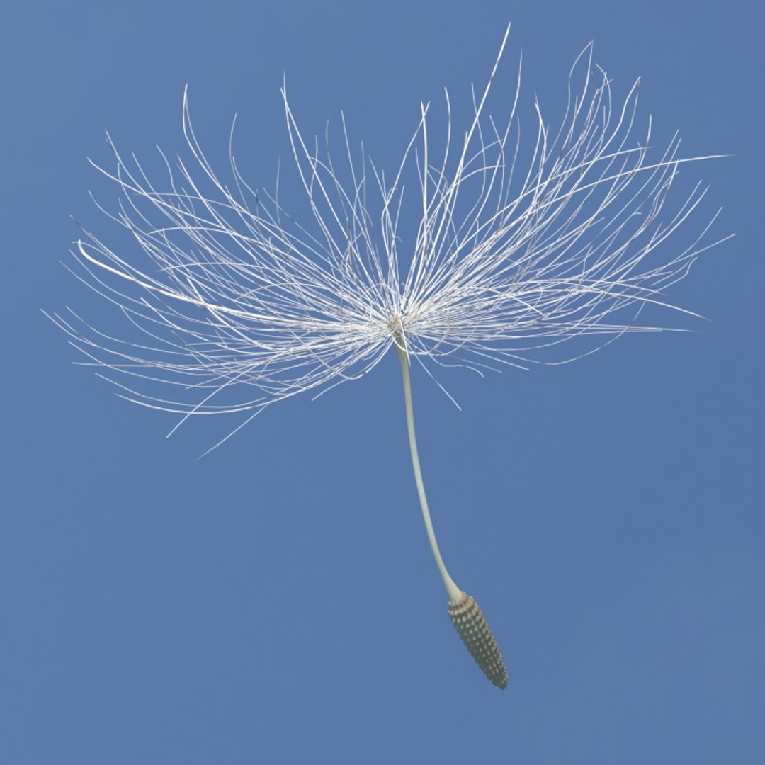 3D Dandelion Seed Animation Model - TurboSquid 1488046