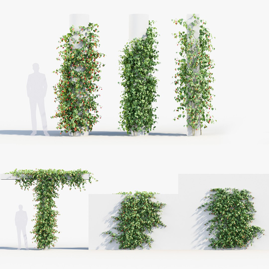 3D Abutilon Megapotamicum Trailing Abutilon Model - TurboSquid 2052046