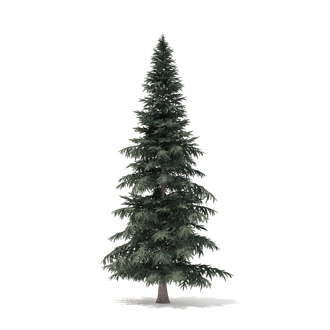 3D Spruce Tree 8m - TurboSquid 1273661