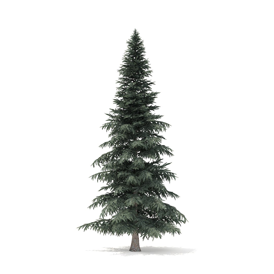 3D Spruce Tree 8m - TurboSquid 1273661