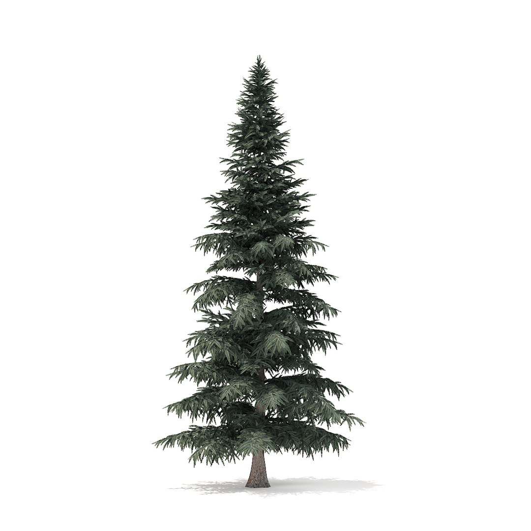 3D Spruce Tree 8m - TurboSquid 1273661