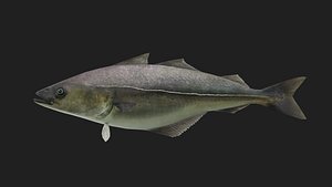 Cod 3D Models for Download | TurboSquid