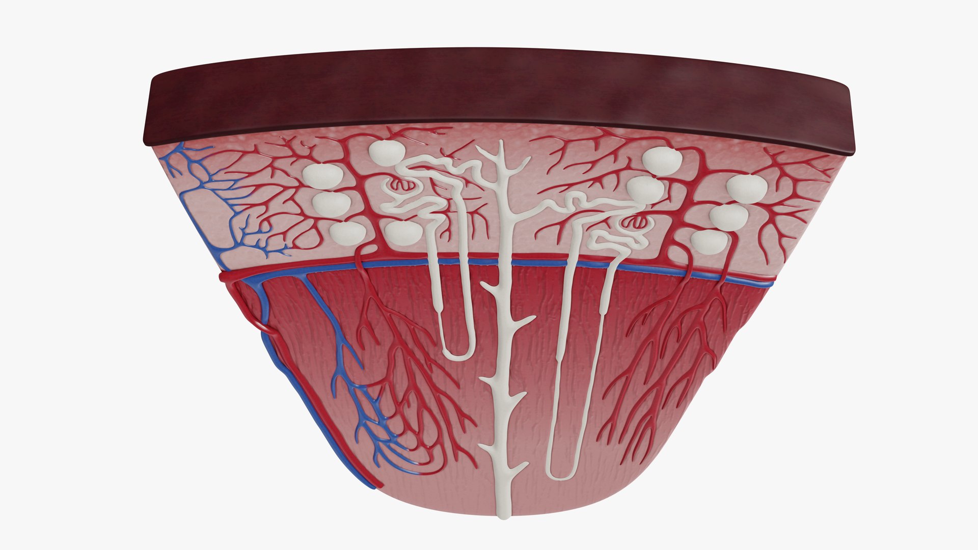 3D Professional Kidney Nephron 3d Model - TurboSquid 2015941