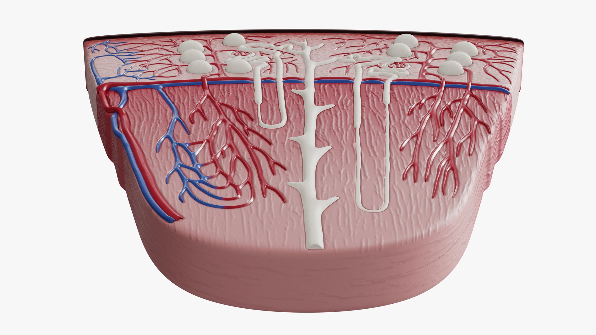 3D Professional Kidney Nephron 3d Model - TurboSquid 2015941